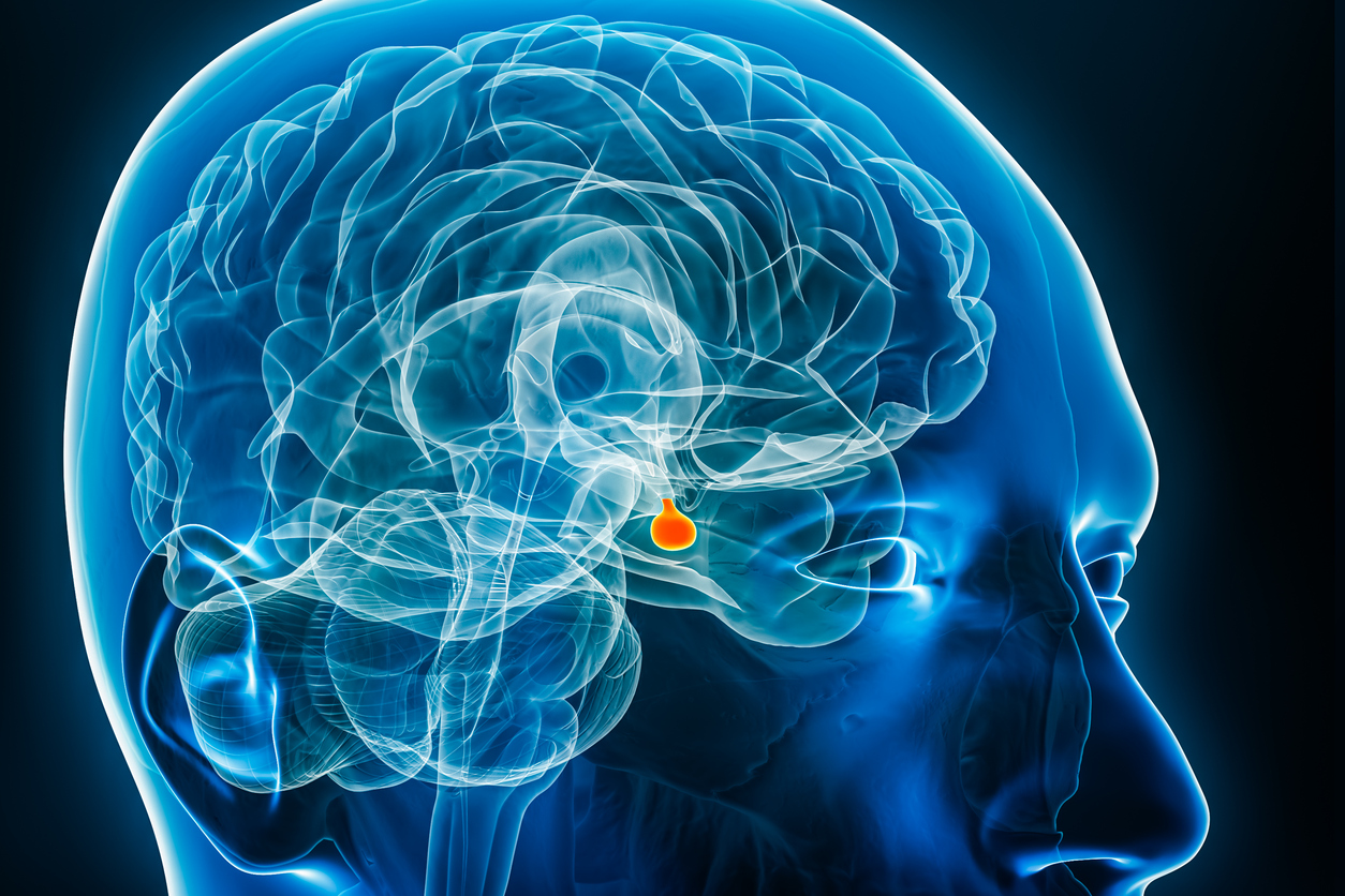 Ipofisi: una piccola ma importantissima ghiandola - Clinica Fornaca Torino